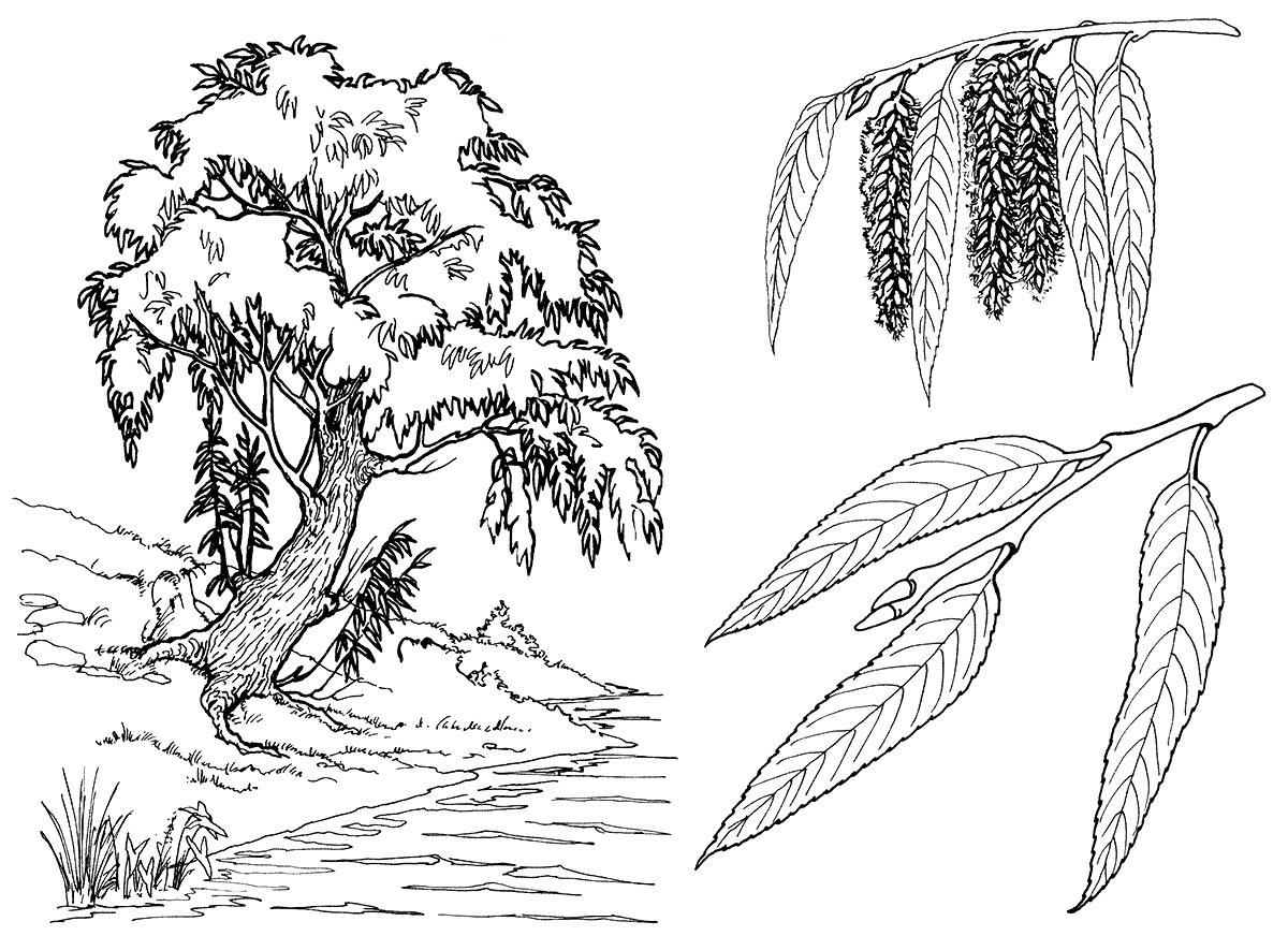 Coloring page - Salgueiro Coloring page - Salgueiro
